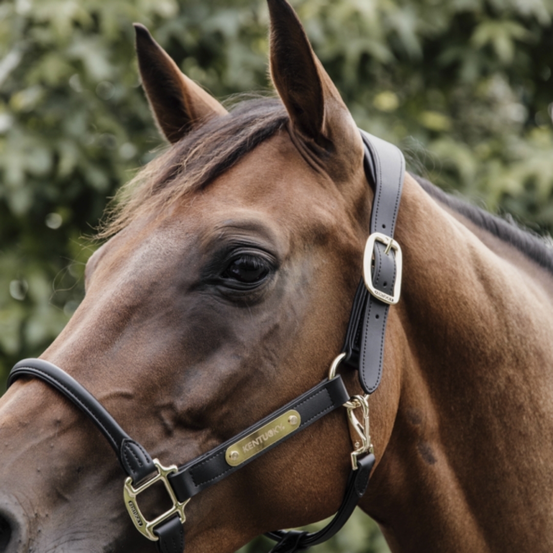 Kentucky | Licol anatomique en cuir – Noir – 1000 Sabots