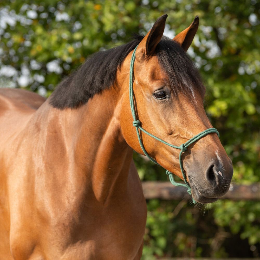 QHP | Licol éthologique basic - Vert Foncé - 1000 Sabots